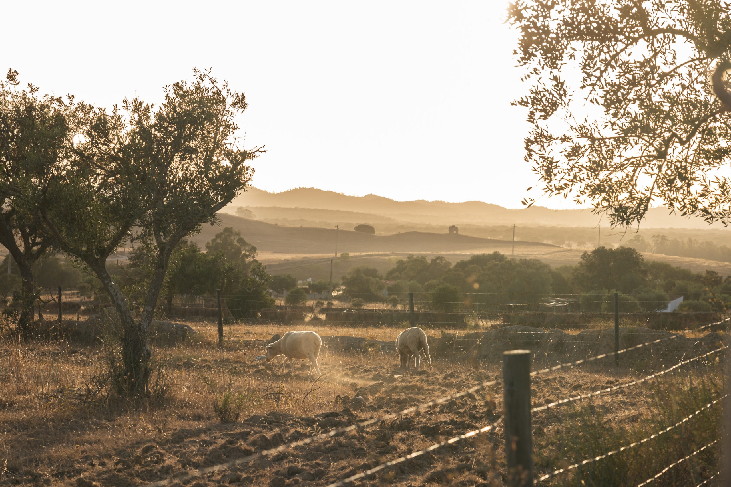 Monte Flora Farmhouse - Farm Stay & Wellness Resort in Portugal